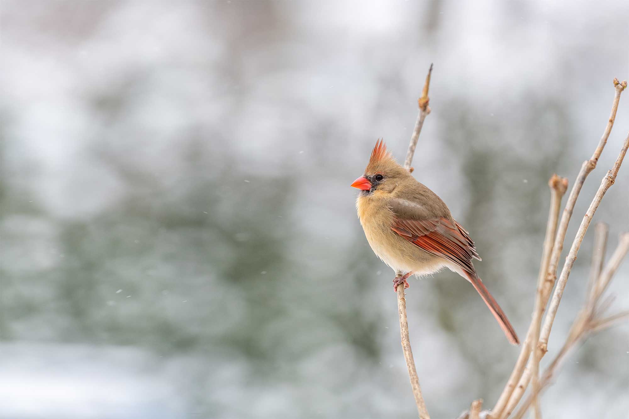 Schedule a Call | Cardinal Creative Agency